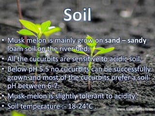 Scientific cultivation of muskmelon | PPTX