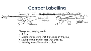 Scientific Drawing Overview | PPTX