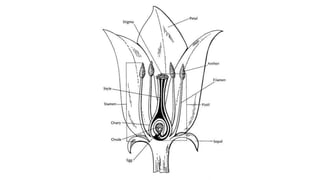 Scientific Drawing Overview | PPTX
