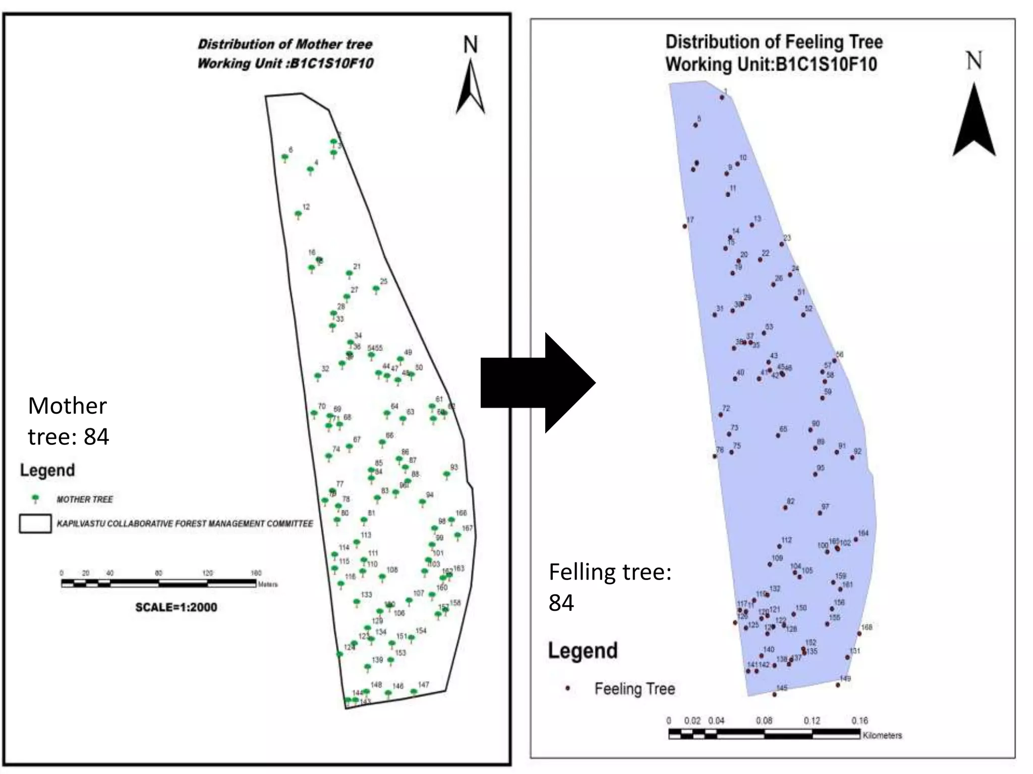 Scientific forest management kapilvastu(2072) | PPTX