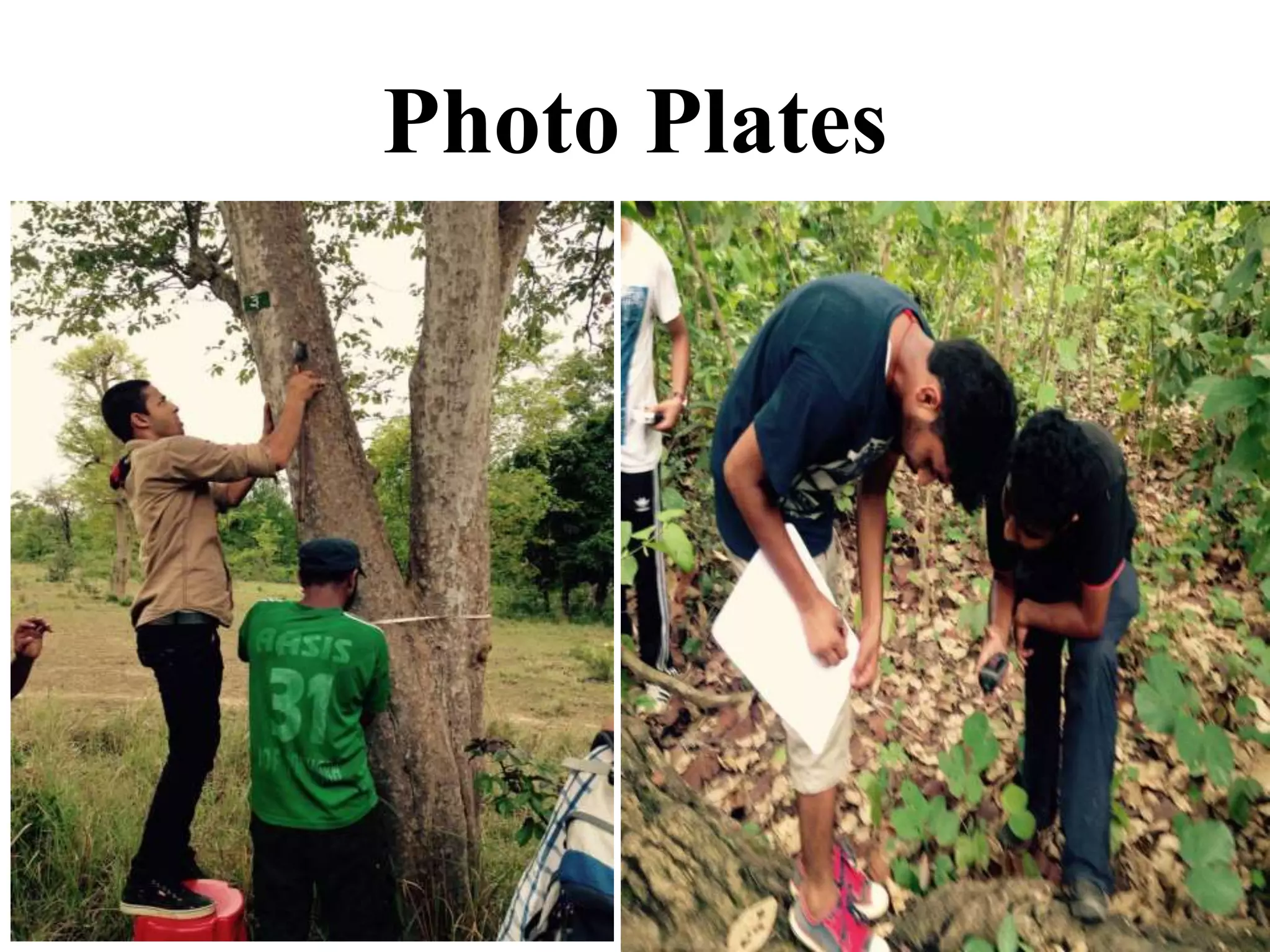 Scientific forest management kapilvastu(2072) | PPTX