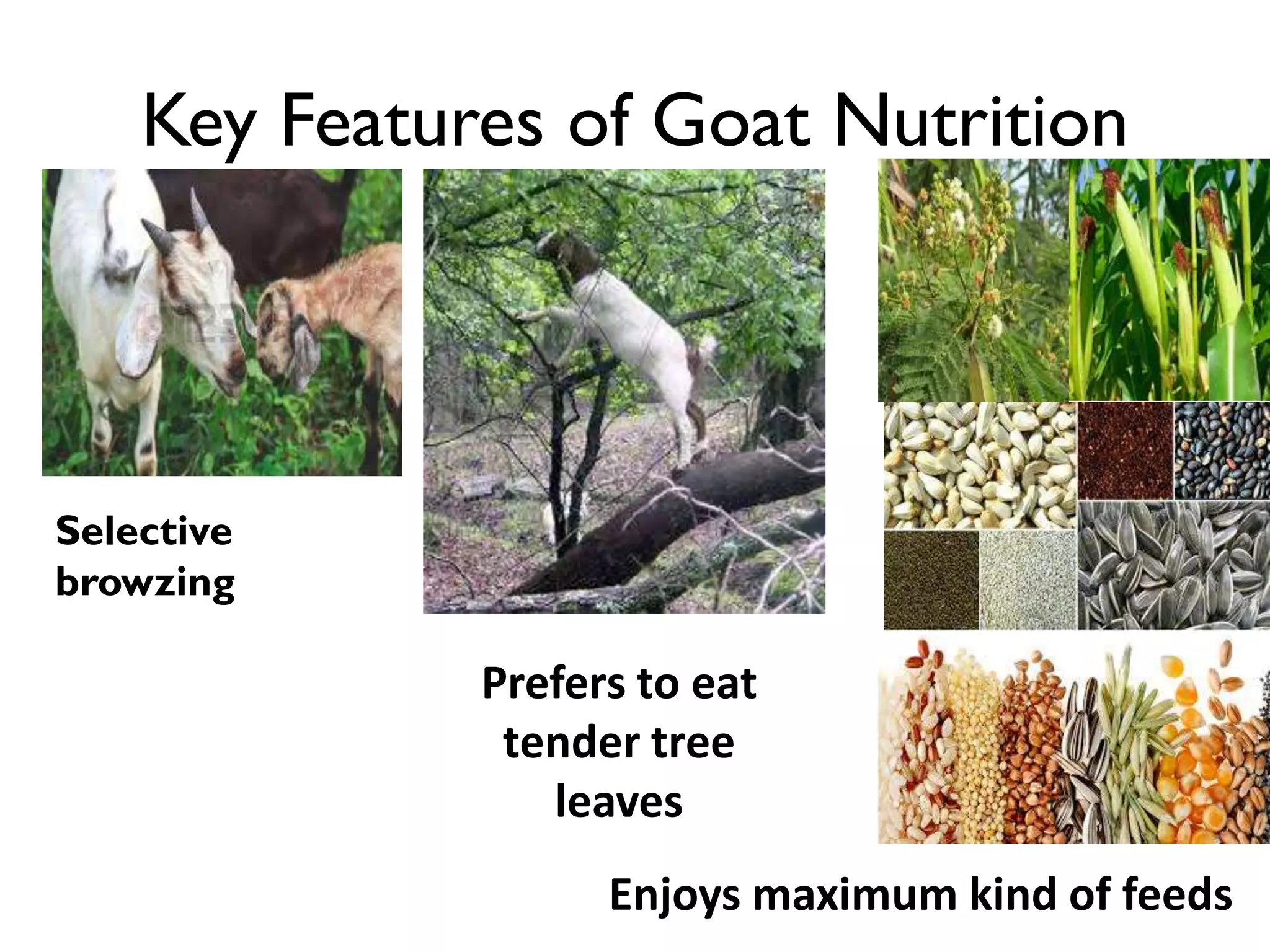 Scientific Goat Farming | PDF