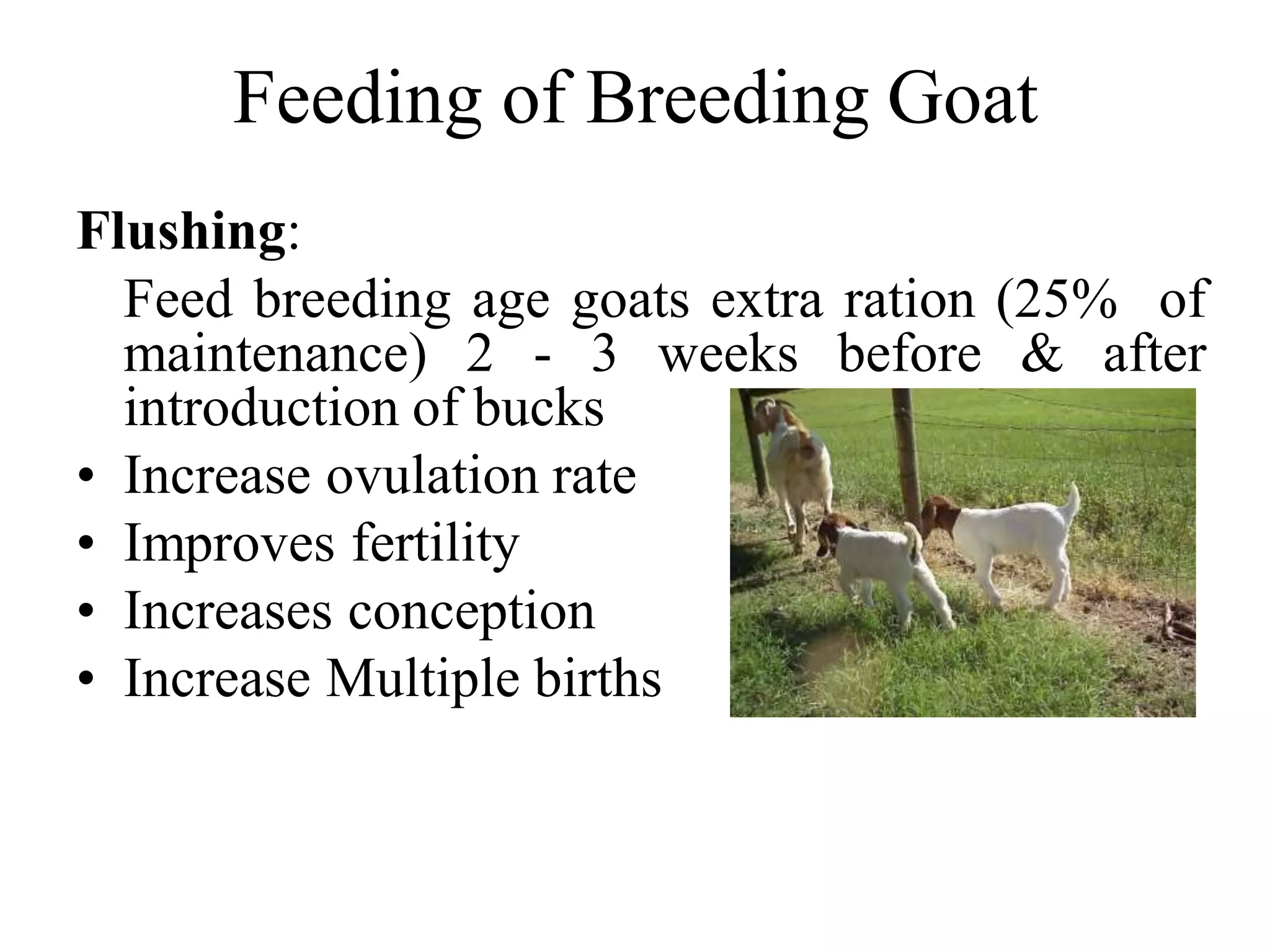 Scientific Goat Farming | PDF