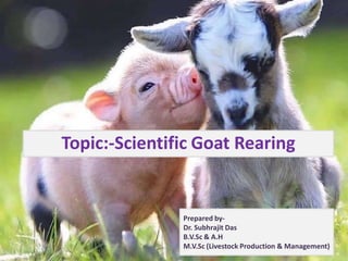Scientific Goat Farming | PDF