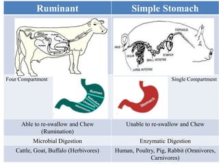 Scientific Goat Farming | PDF