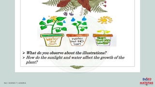 SCIENTIFIC INVESTIGATION-HOW MUCH WATERING.LESSON 6.pptx | Gardening ...