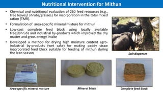 Scientific Mithun Husbandry.ppt
