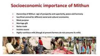 Scientific Mithun Husbandry.ppt