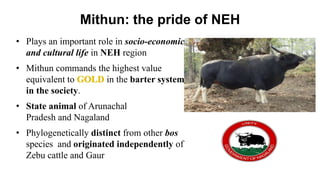 Endemic Species Mithun