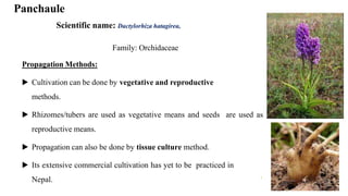 Scientific name.pptx