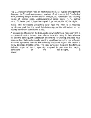Scientific palmistry | DOCX