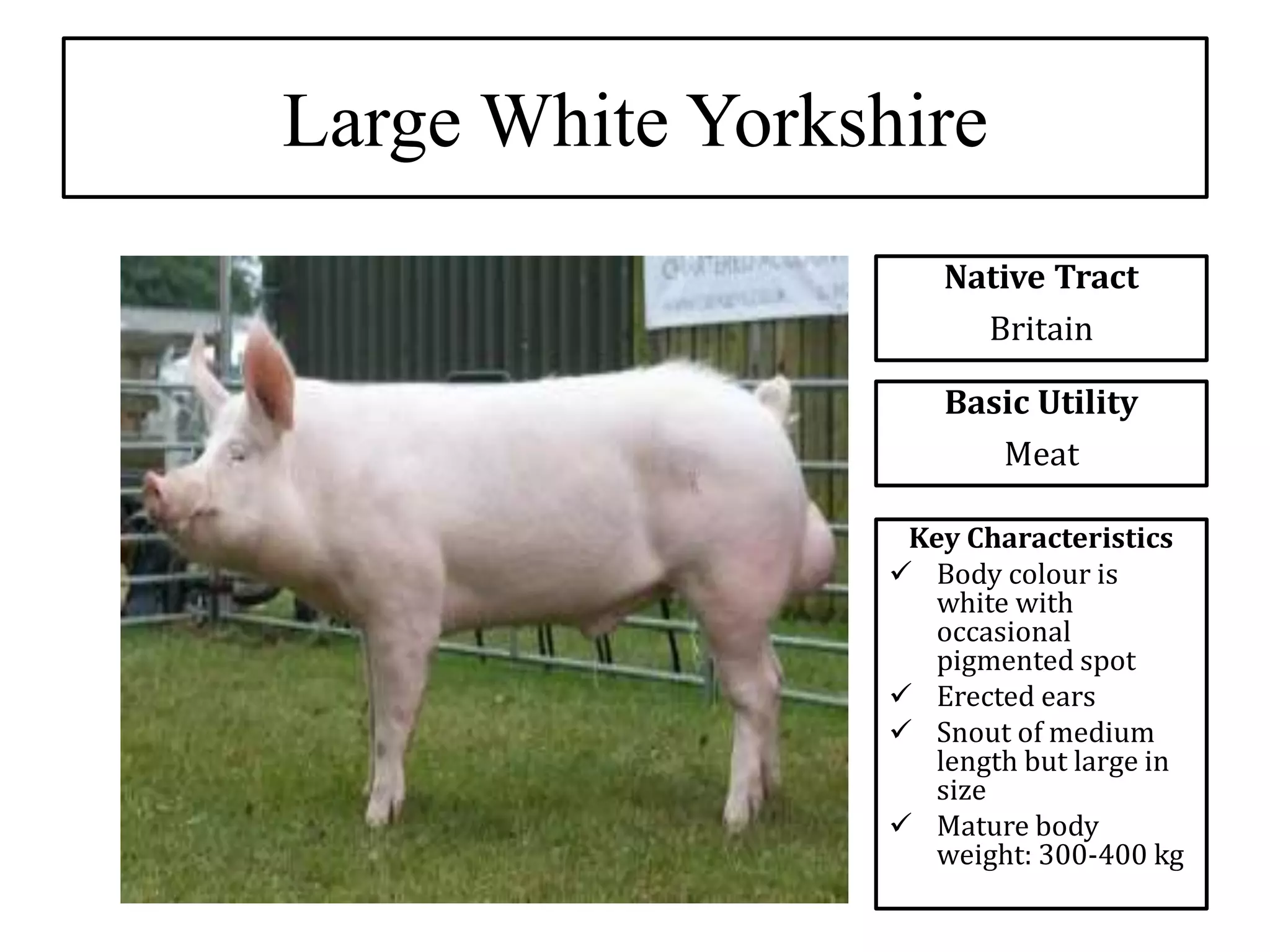 Scientific Pig Farming | PDF