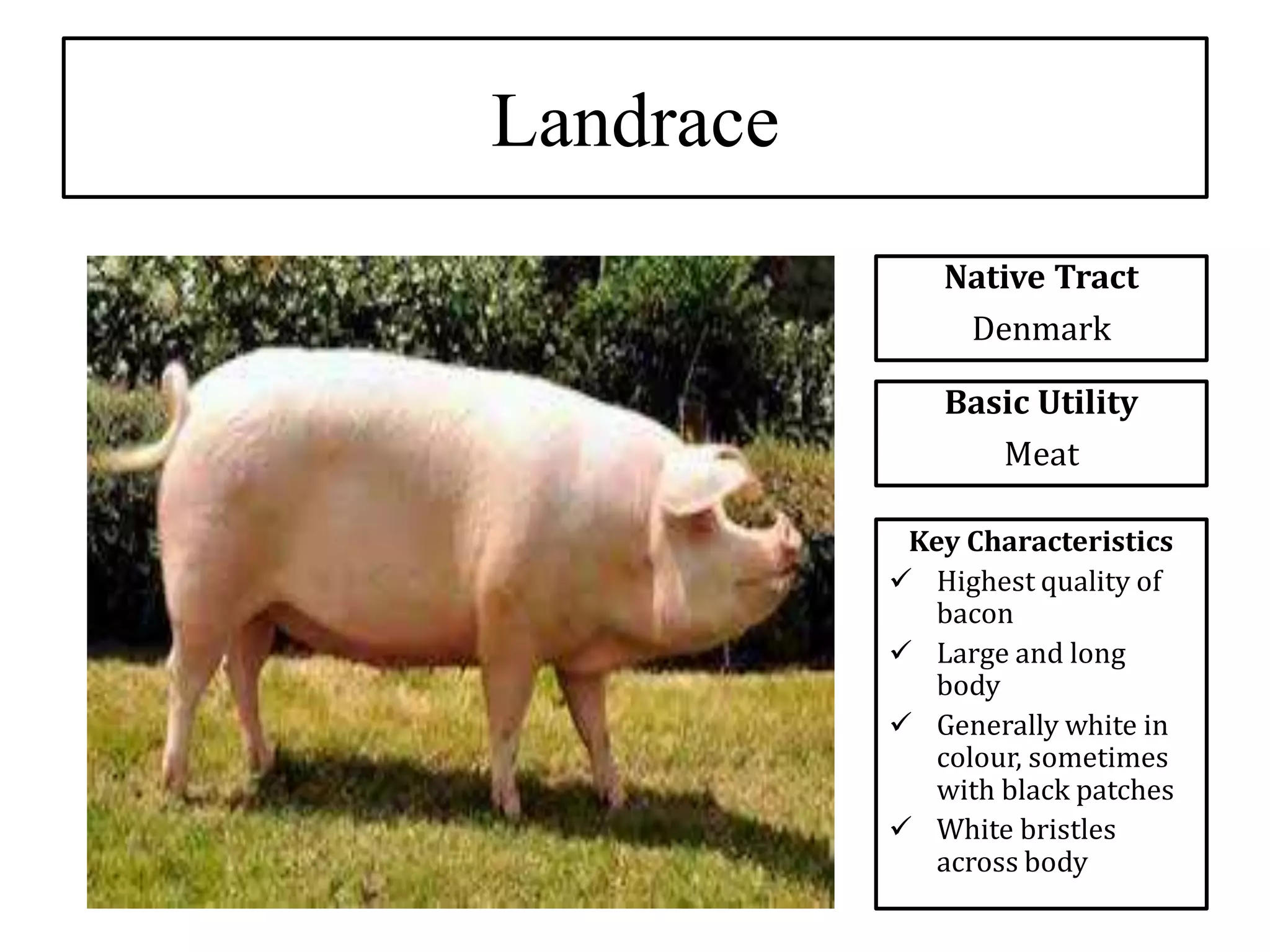 Scientific Pig Farming | PDF
