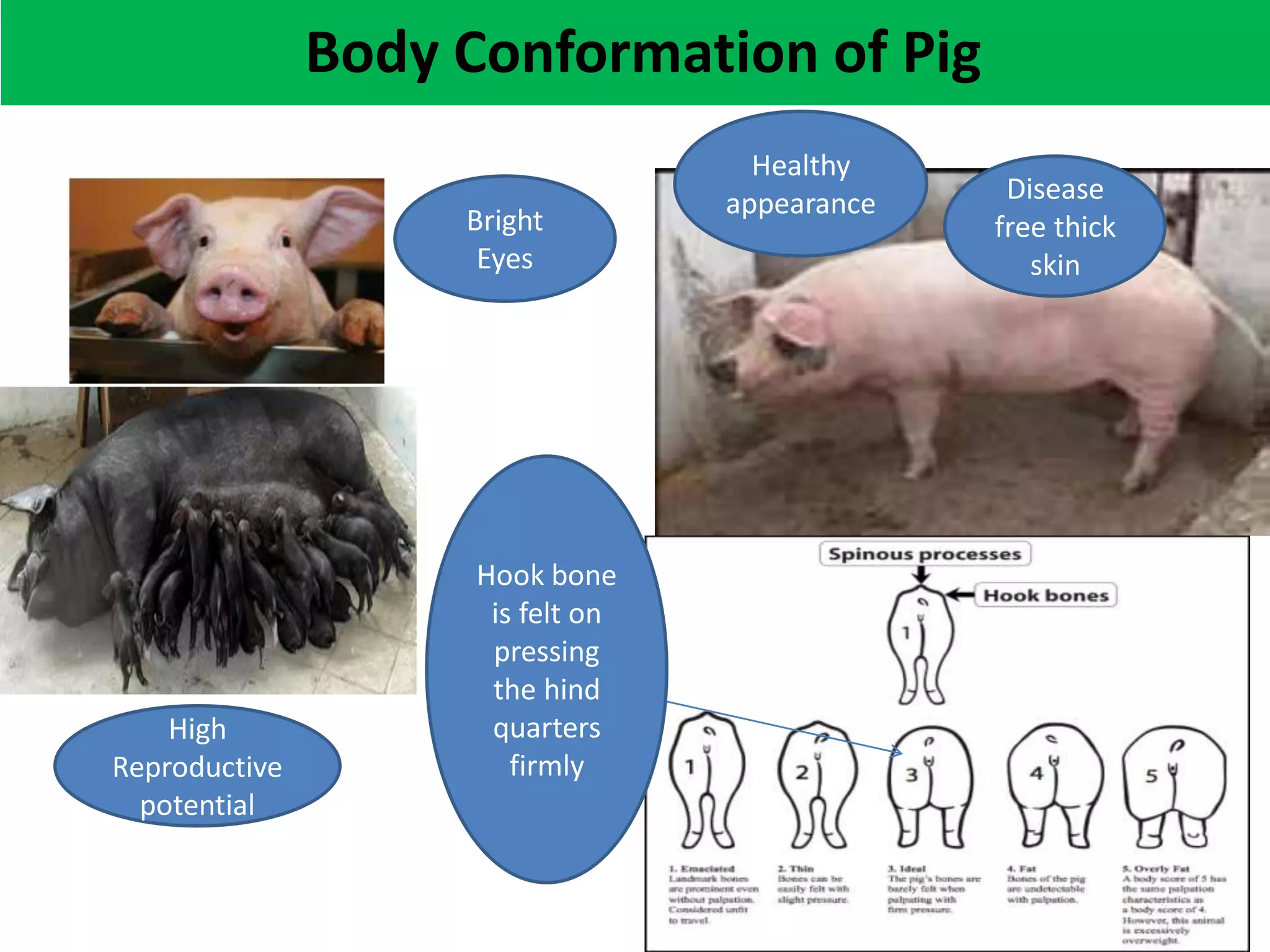 Scientific Pig Farming | PDF