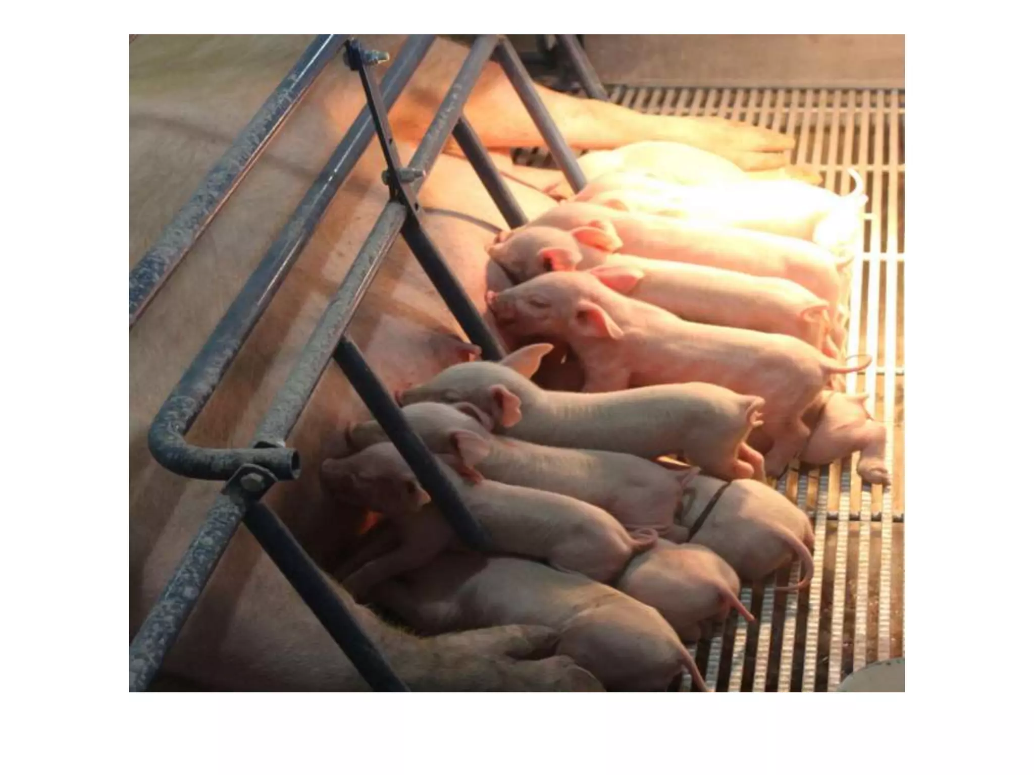 Scientific Pig Farming | PDF