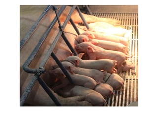 Scientific Pig Farming | PDF