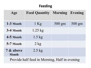 Scientific Pig Farming | PDF