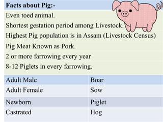 Scientific Pig Farming | PPT