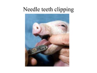 Scientific Pig Farming | PPT
