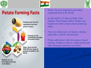 Scientific potato cultivation.ppt