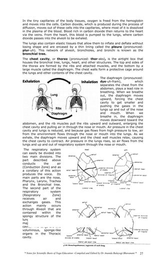 Structure Of The Heart Worksheet Biology If8765