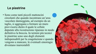 Scienze | PPT