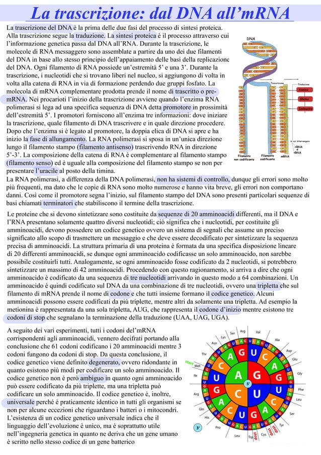 La trascrizione del dna | PDF