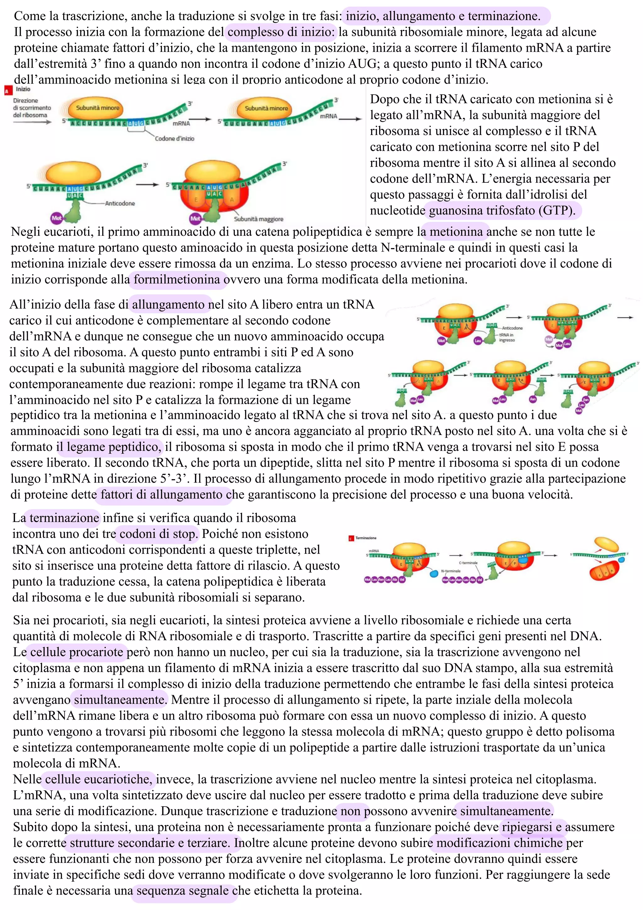 La traduzione del DNA | PDF