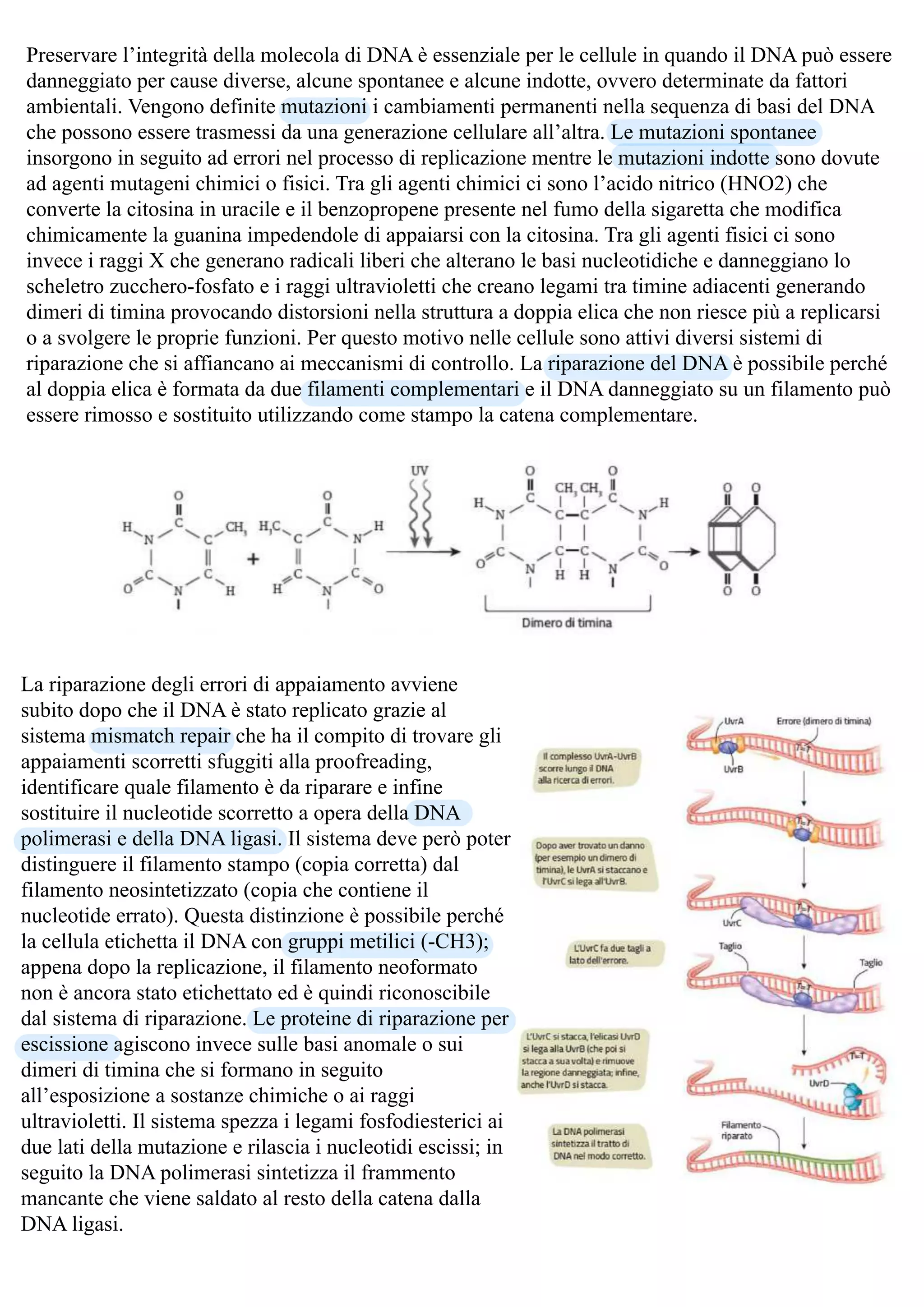 Replicazione del dna | PDF