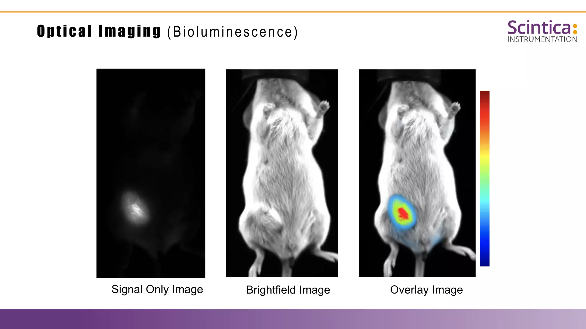 LIVE DEMONSTRATION: Understanding the Complimentary Nature of BLI ...