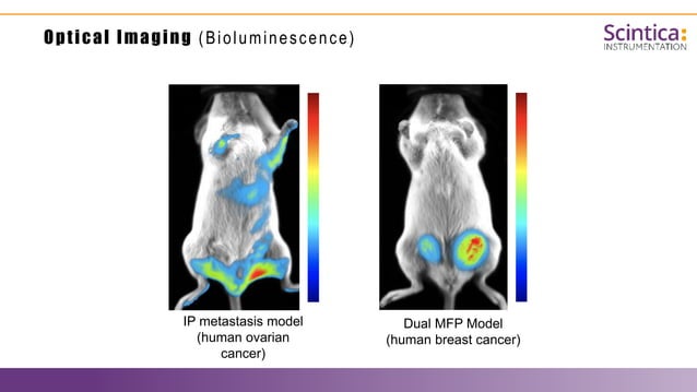 LIVE DEMONSTRATION: Understanding the Complimentary Nature of BLI ...
