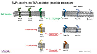 (June 22, 2023) Webinar: iNSiGHT & PIXImus: A Tale of Two Systems | PPT
