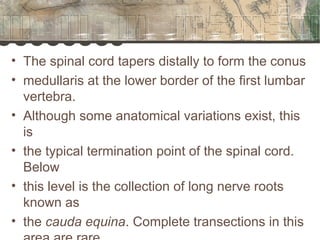 Spinal cord injury | PPT