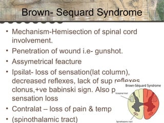 Spinal cord injury | PPT