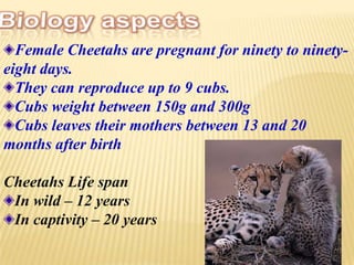 Cheetah | PPTX