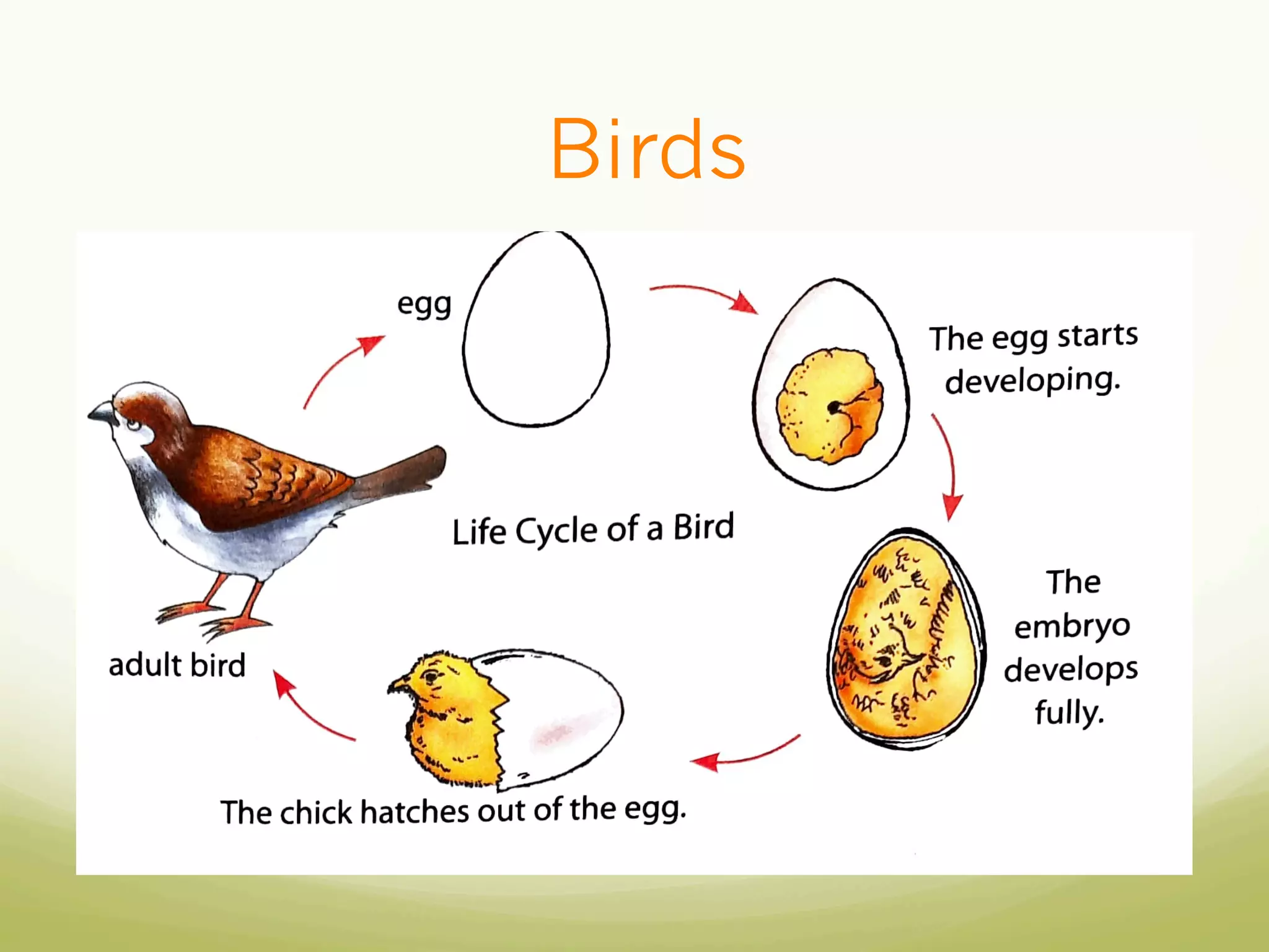 Reproduction in animals- Science | PDF