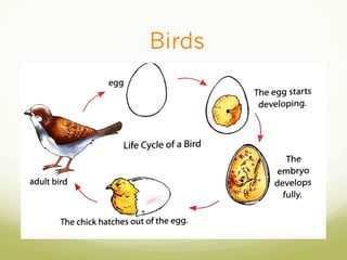 Reproduction in animals- Science | PDF