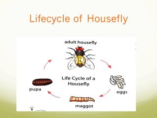 Reproduction in animals- Science | PDF | Reptiles | Pets