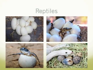 Reproduction in animals- Science | PDF | Reptiles | Pets