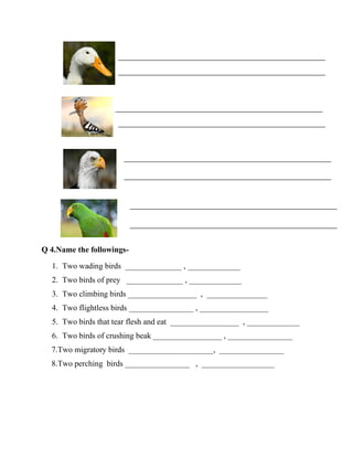 Sci std iv birds activity | PDF