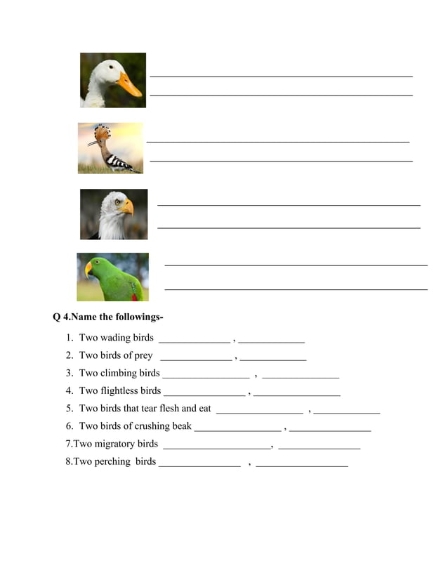 Sci std iv birds activity | PDF