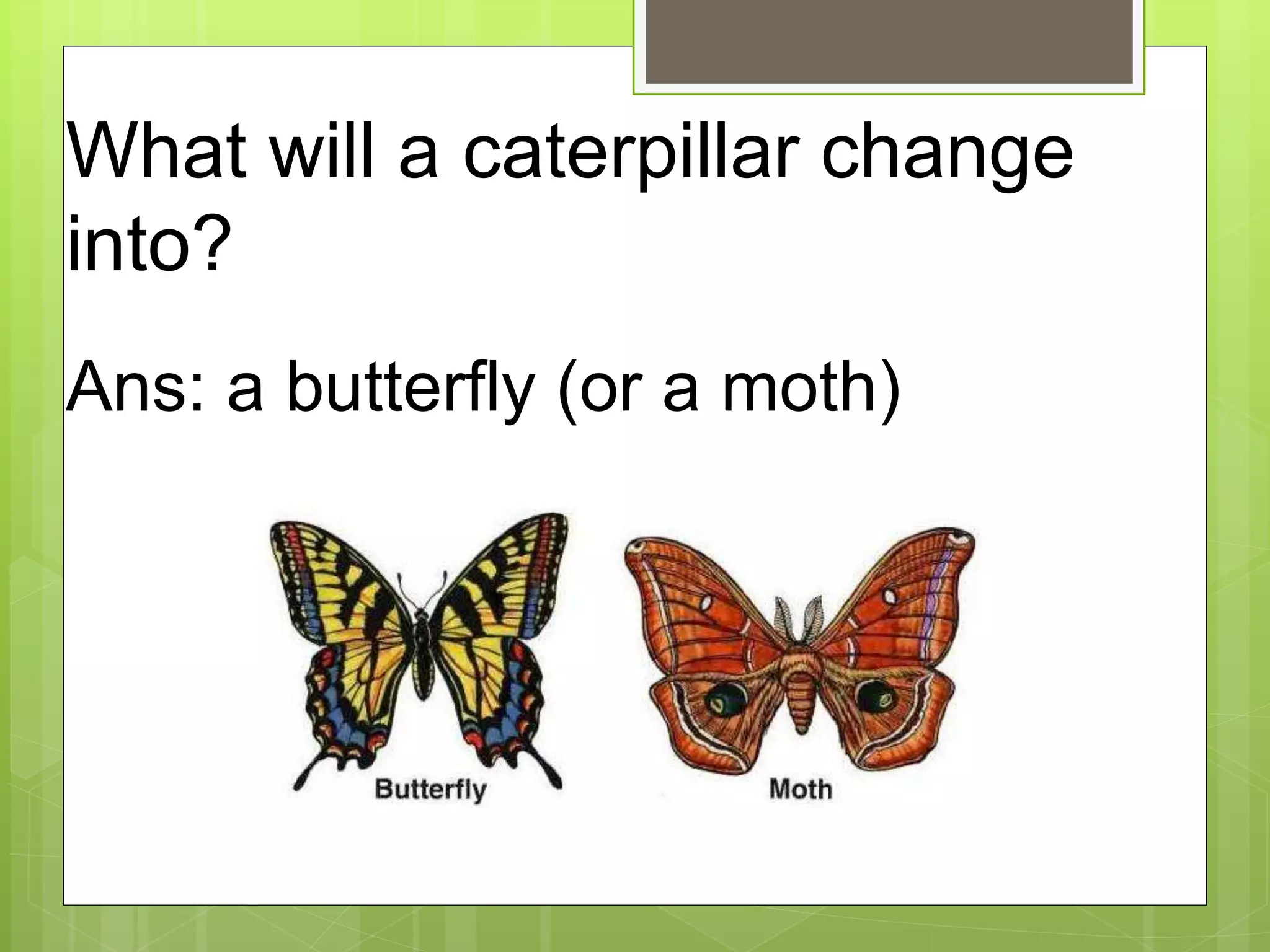 Science Trivia | PPTX
