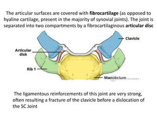 Articular Disc Of Sternoclavicular Joint