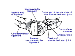Articular Disc Of Sternoclavicular Joint