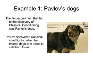 How Did Ivan Pavlov Discovered The Process Of Conditioning When Working ...