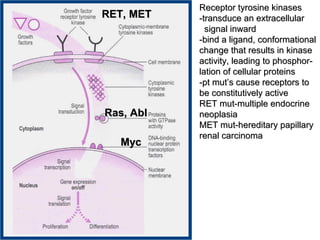 Cancer and genetic influences | PPT