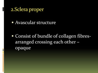 Sclera | PPTX