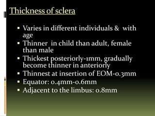 Sclera | PPTX