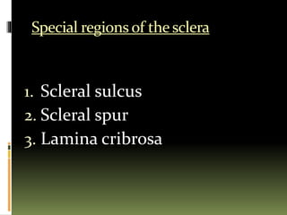 Sclera | PPTX