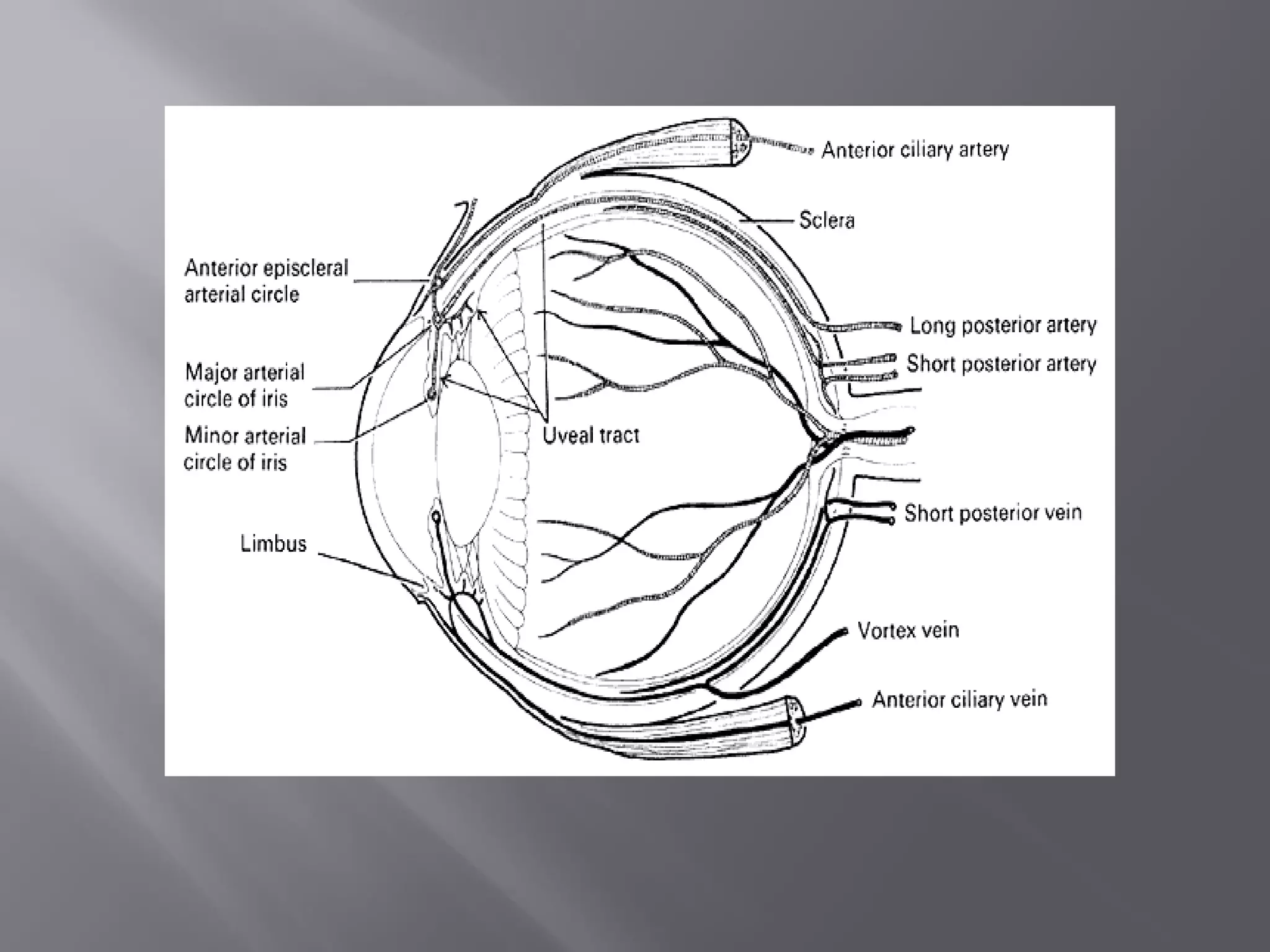 Anatomy Of Sclera | PPT